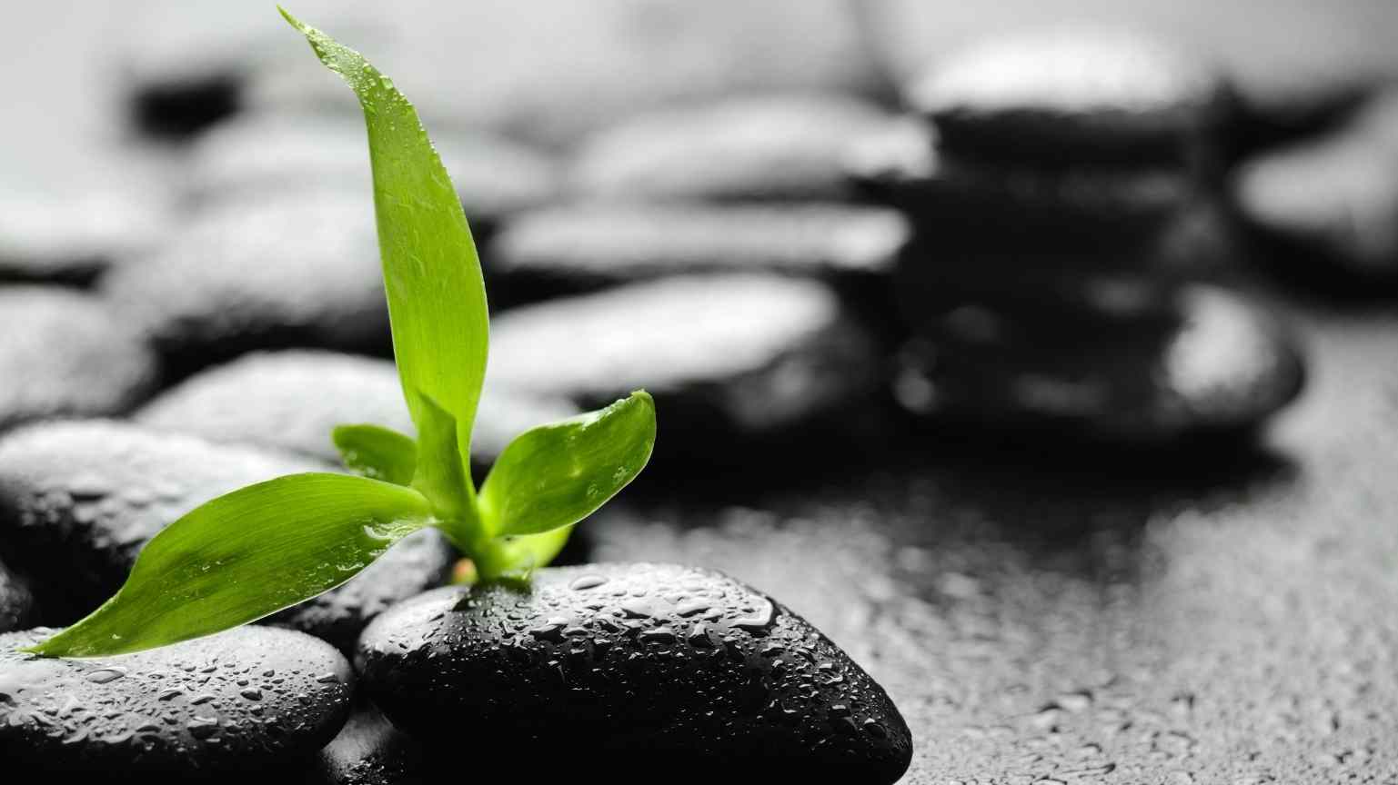 کوچینگ زندگی هنرمندان - صنم پاشا آرتولوژی لایف کوچ